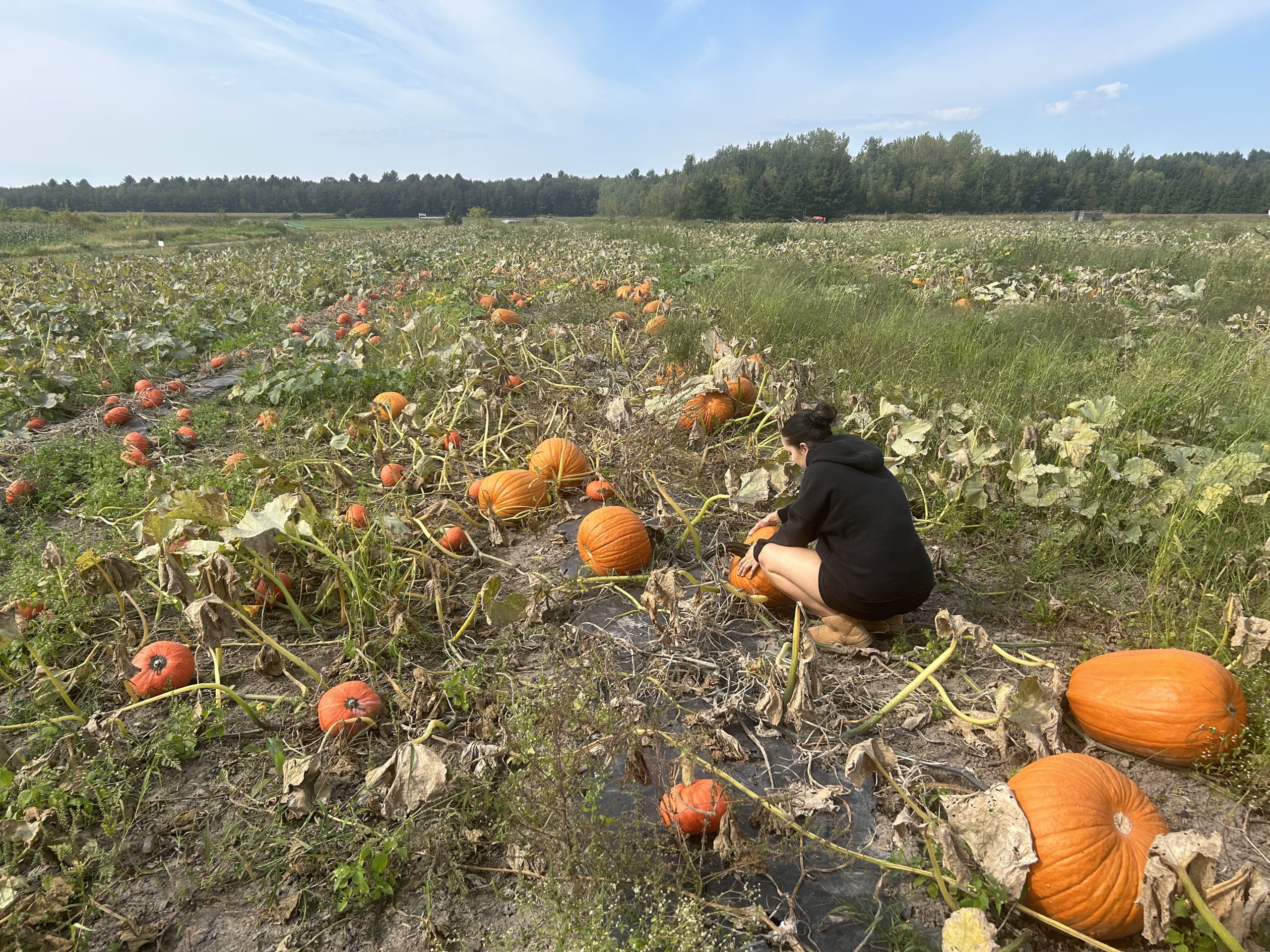 MRC de Rouville : Un champignon gêne la récolte de citrouilles ...